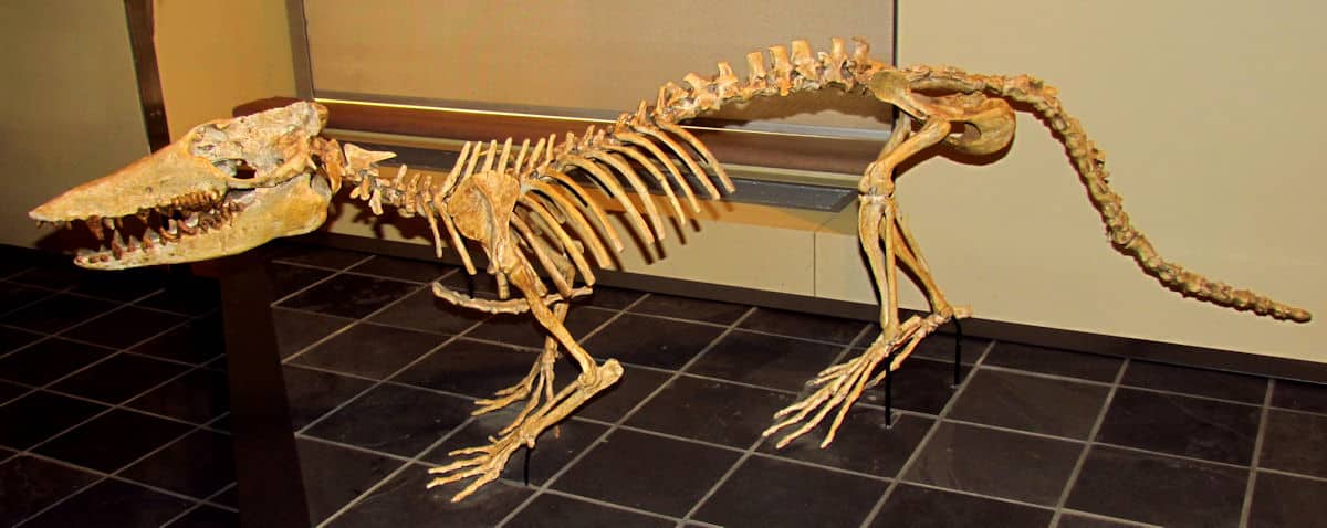 Bridging the Gap: A Look at Transitional Fossils - Modern Sciences