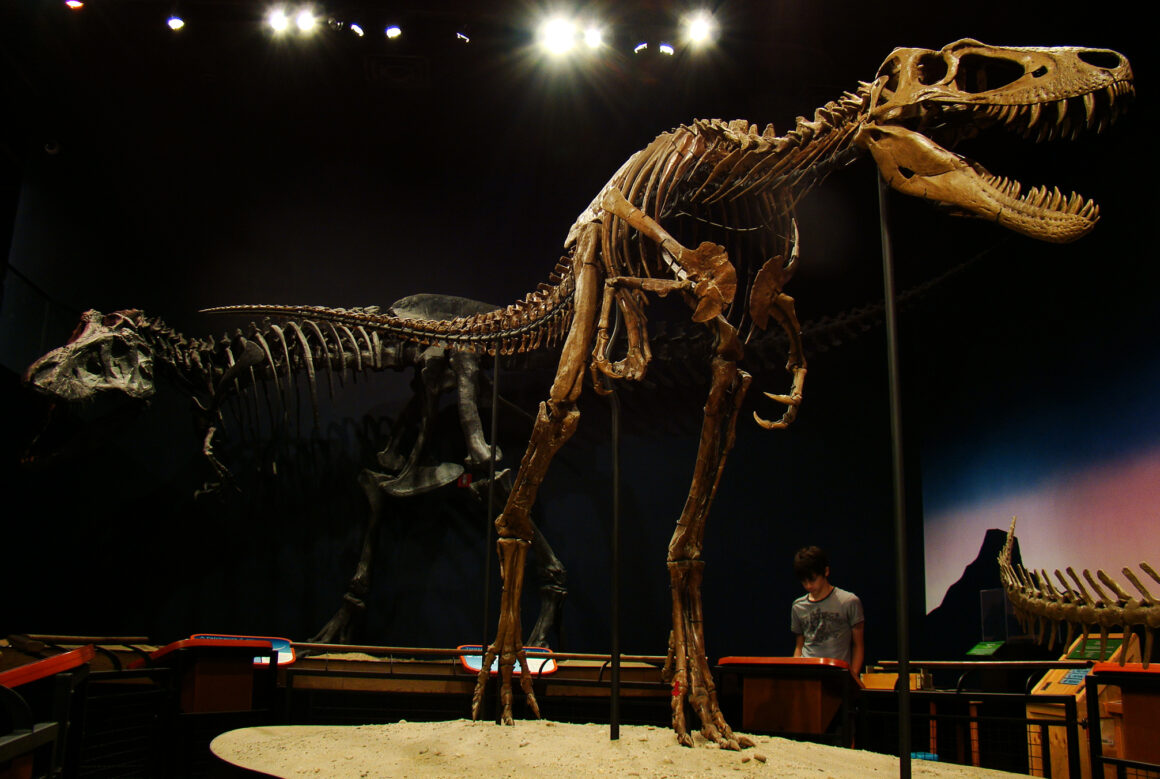 Bridging the Gap: A Look at Transitional Fossils - Modern Sciences