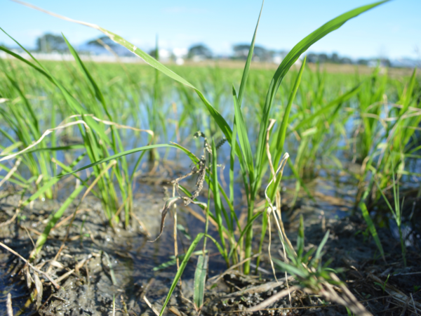 What happens in an autopsy? A forensics expert explains - Modern Sciences