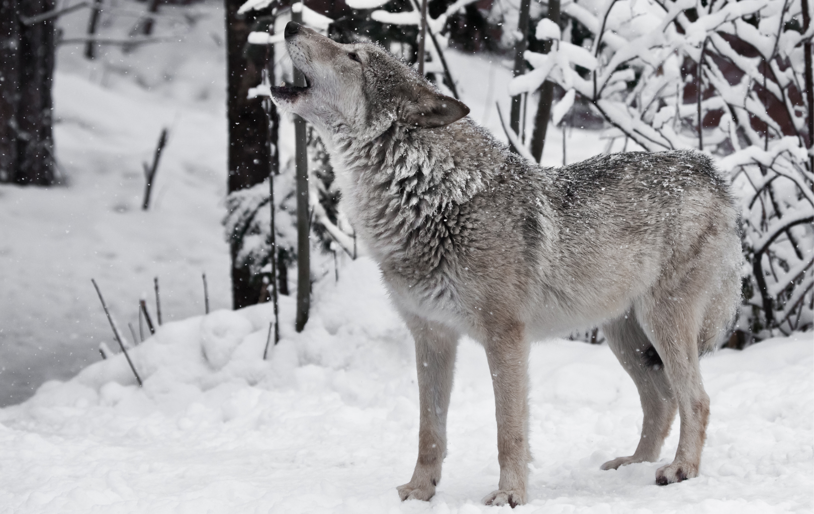 After an 80-year absence, gray wolves have returned to Colorado − here ...