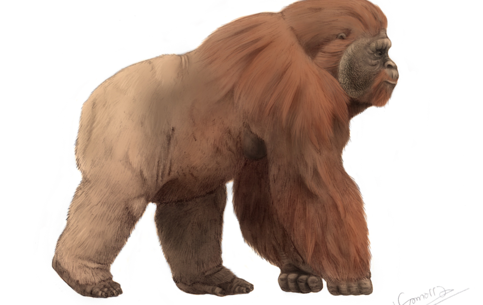 Ancient Giant Ape’s Extinction Unraveled by Multidisciplinary Study ...