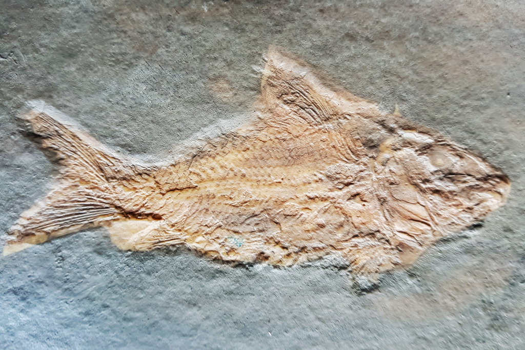 A 365-million-year-old fish with an extreme underbite showcases ...