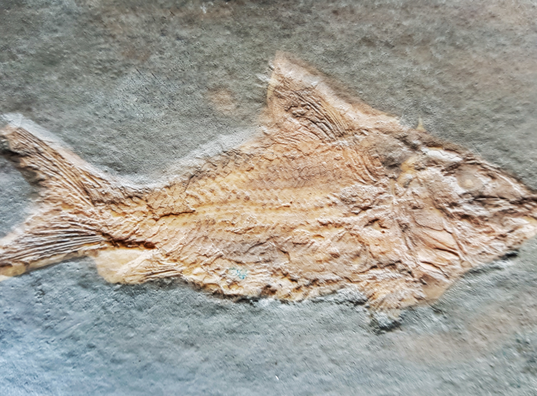 Melina Jobbins - Modern Sciences