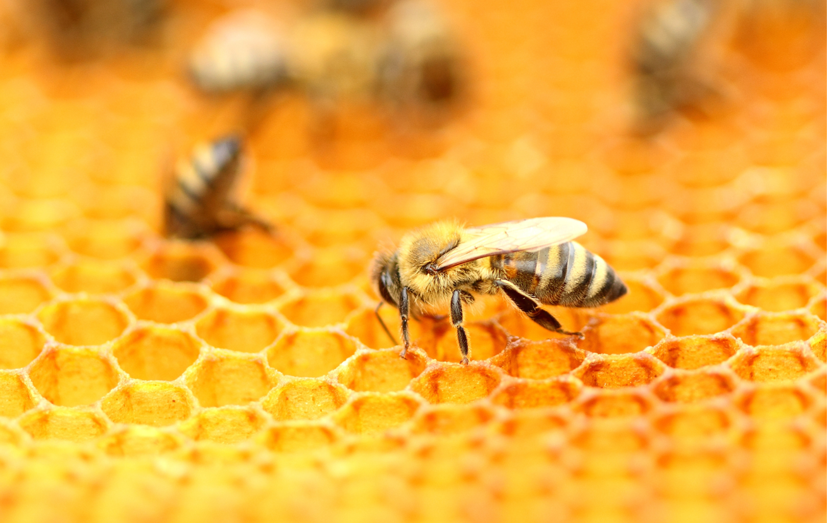 As Varroa spreads, now is the time to fight for Australia’s honey bees – and you can help ...