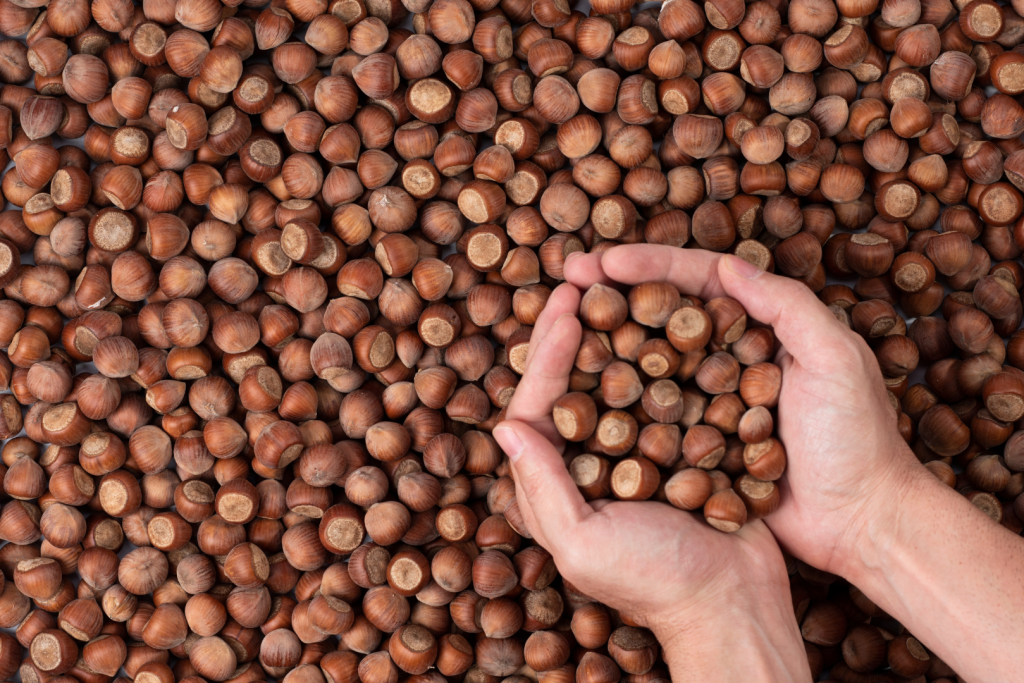 New Method Uses Hazelnuts to Uncover Ancient Human Impact on Habitats ...