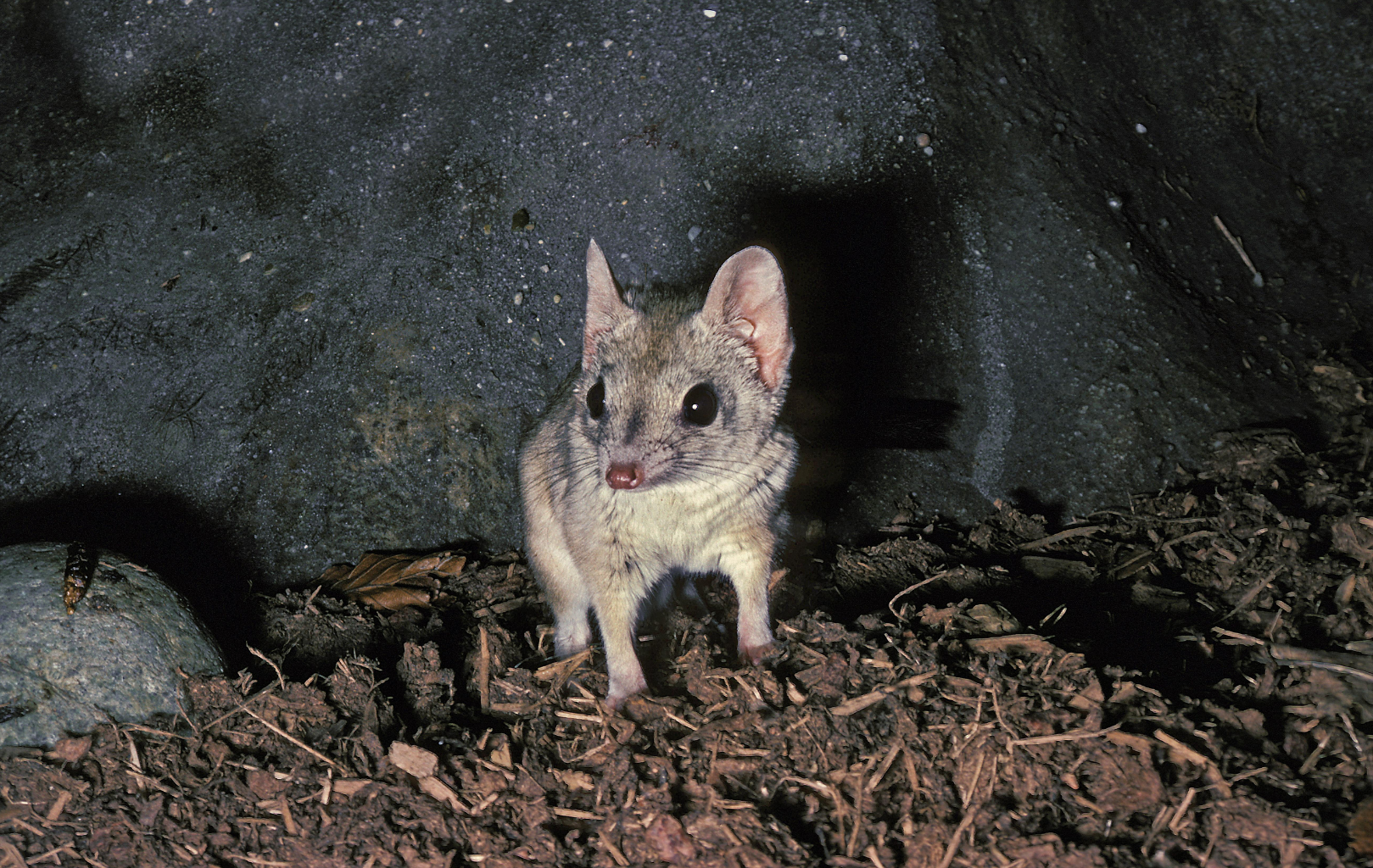 Meet the kowari: a pint-sized predator on the fast track to extinction ...