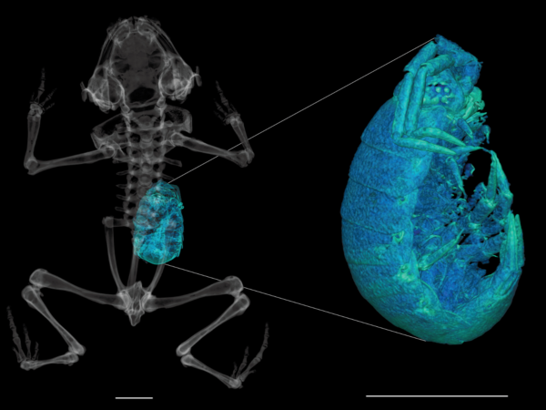 Study Traces the Genetic History of Domestic Sheep Over 12,000 Years ...