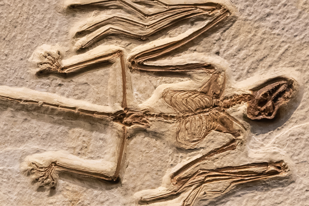 Africa is full of bats, but their fossils are scarce – why these rare ...