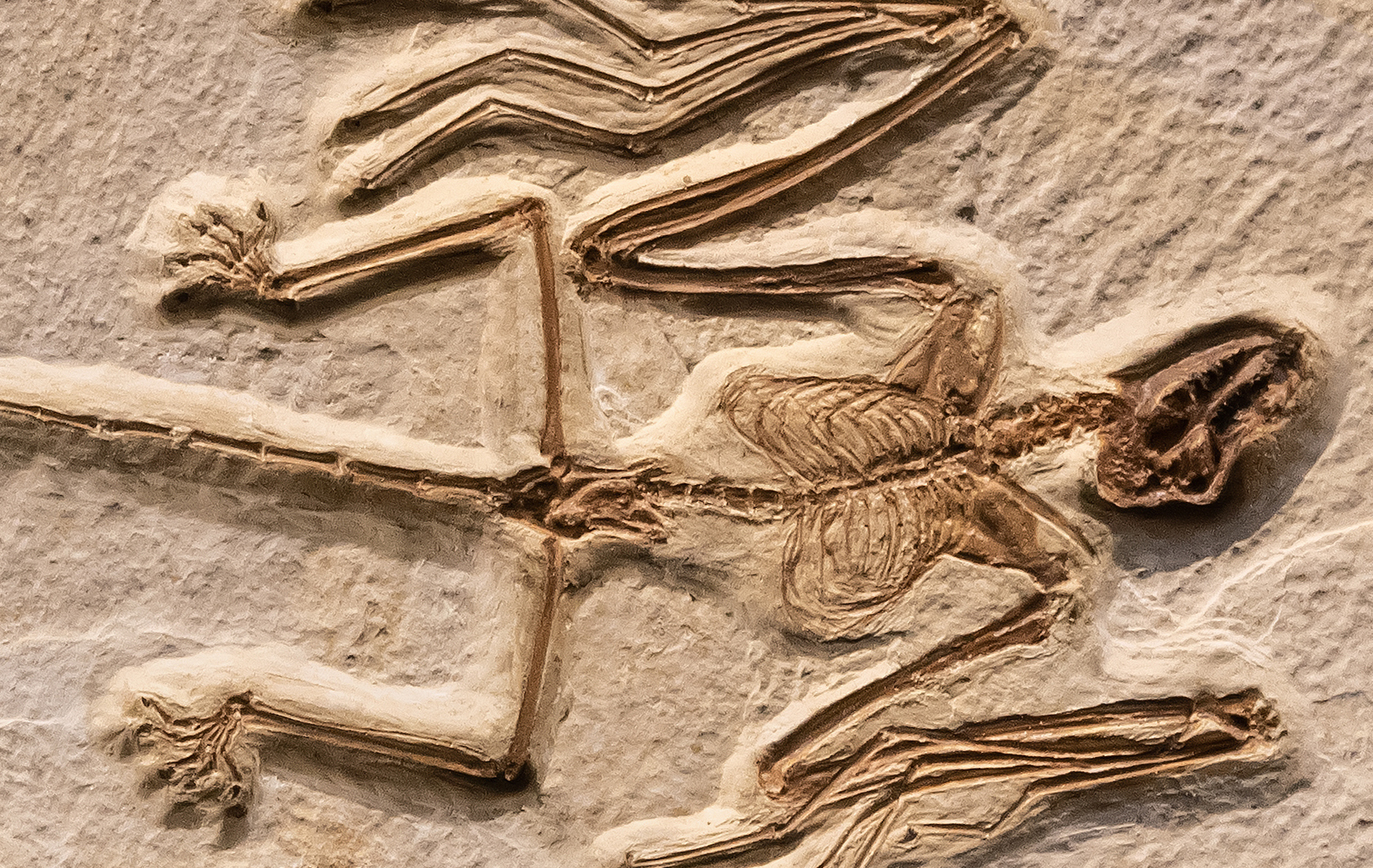 Africa is full of bats, but their fossils are scarce – why these rare ...