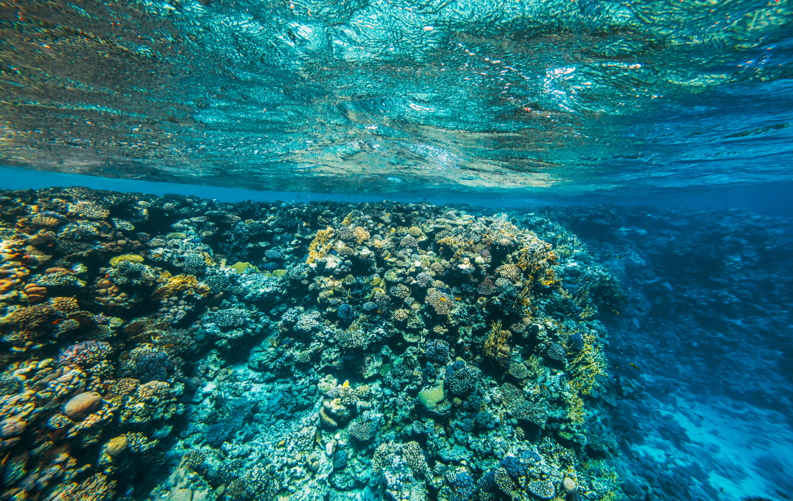 As climate change and pollution imperil coral reefs, scientists are ...