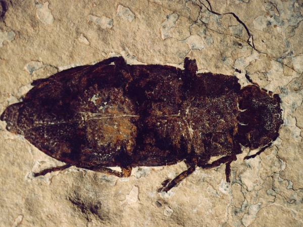 Thailand’s Mangroves Reveal Stunning Electric Blue Tarantula Species ...