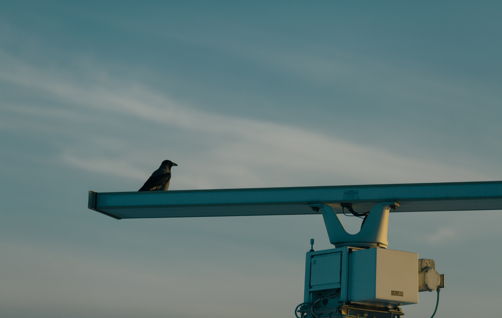 New Study Reveals Genetic Basis of Migratory Birds’ Navigation ...