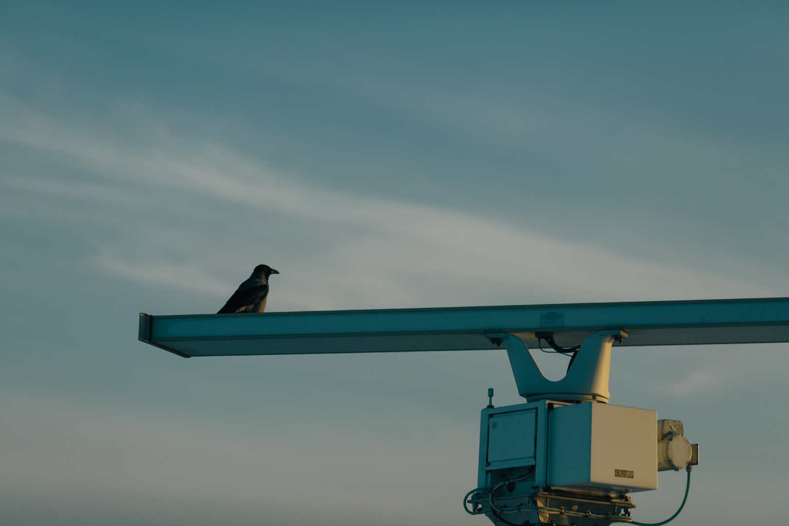 New Study Reveals Genetic Basis of Migratory Birds’ Navigation ...