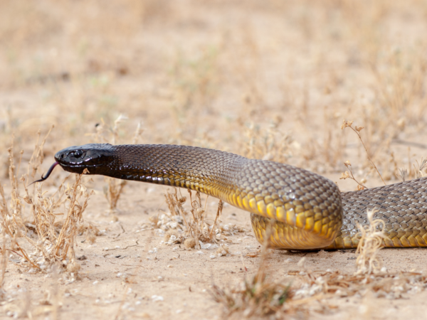 New Snake Species Discovered in Saudi Arabia’s Hejaz Region - Modern ...